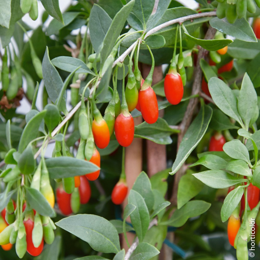 photo goji arbuste - Agencement de jardin aux meilleurs prix