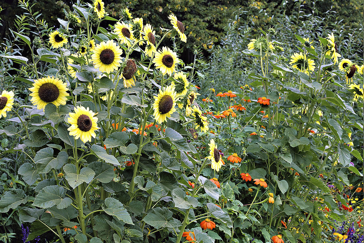 planter des tournesol dans son jardin - Agencement de jardin aux ...