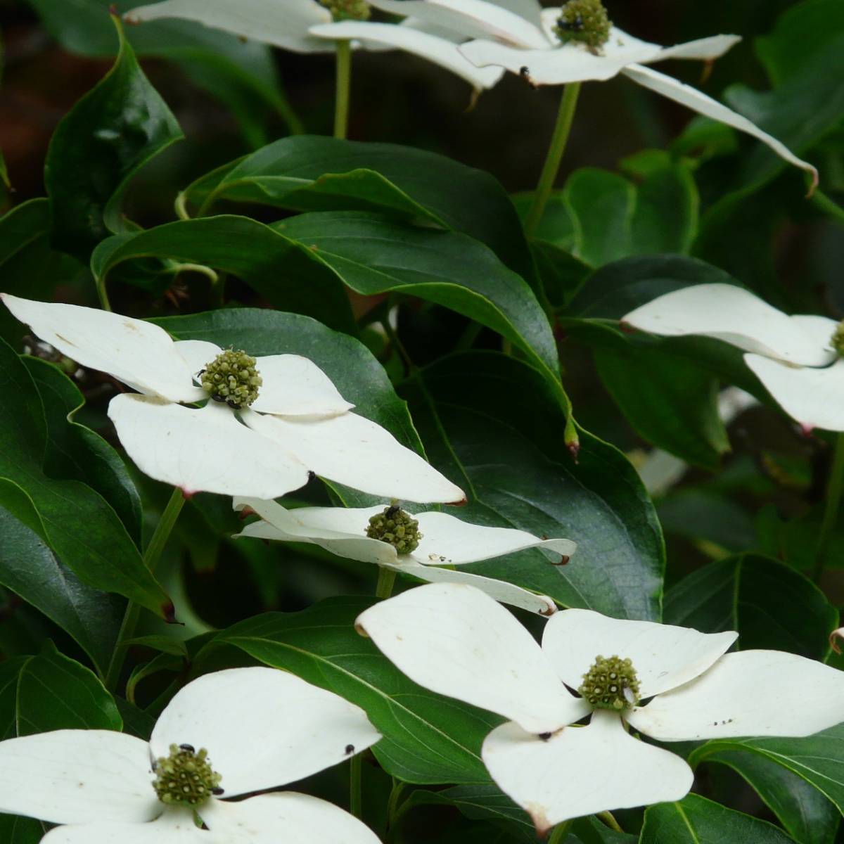 cornouiller du japon cornus kousa - Agencement de jardin aux meilleurs prix