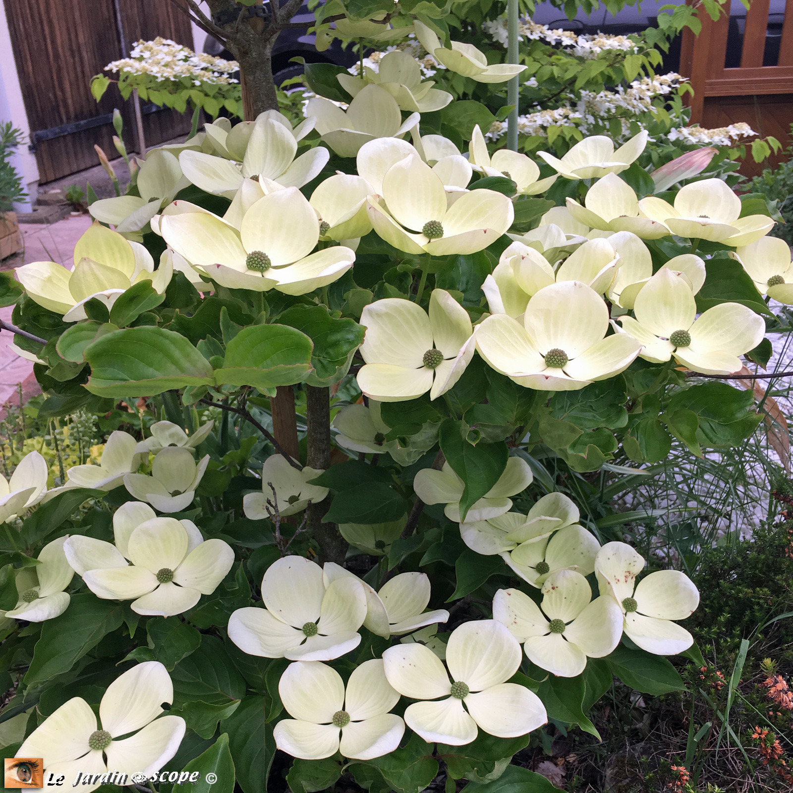 cornouiller du japon cornus kousa - Agencement de jardin aux meilleurs prix