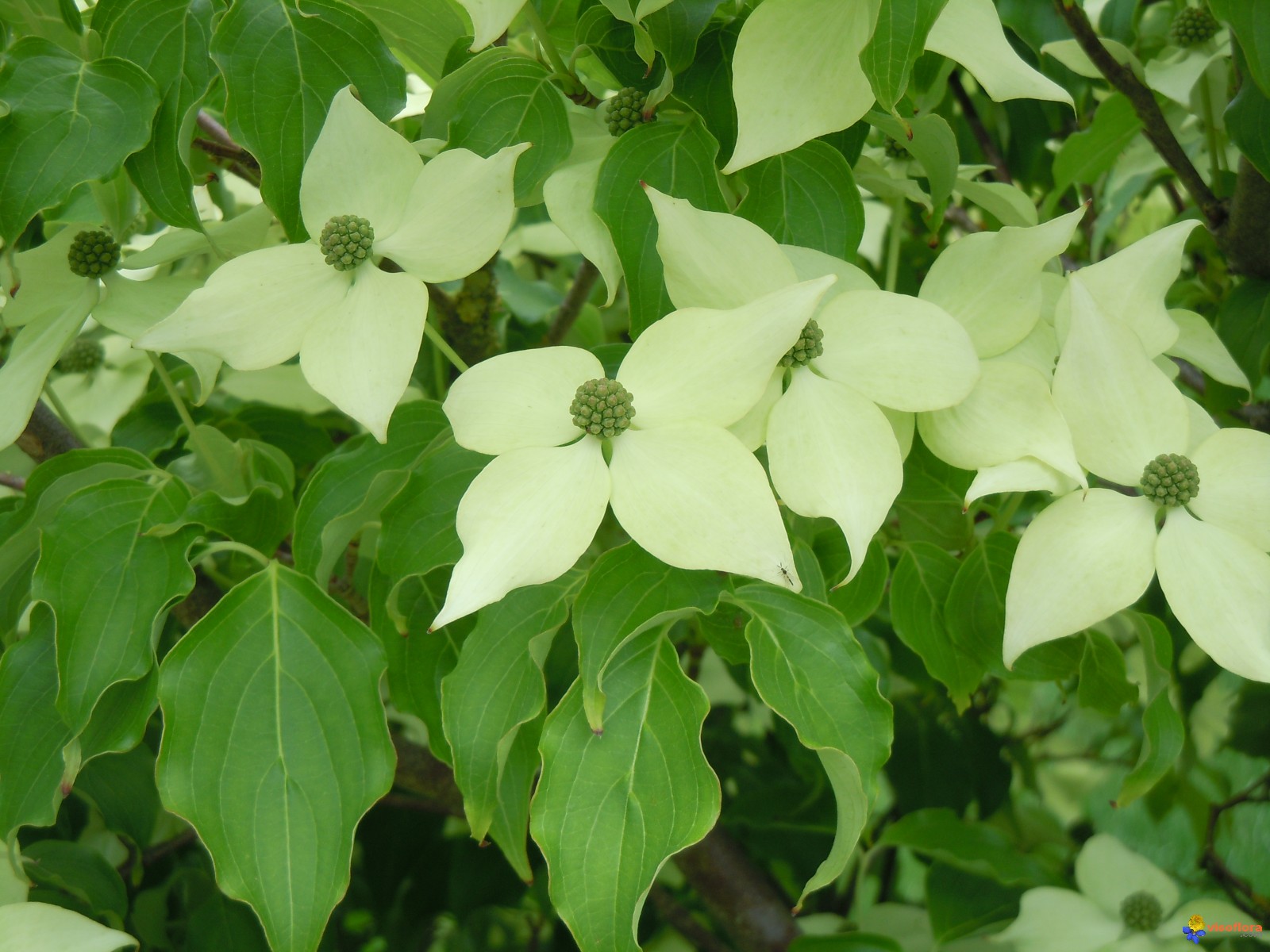 cornouiller du japon cornus kousa - Agencement de jardin aux meilleurs prix