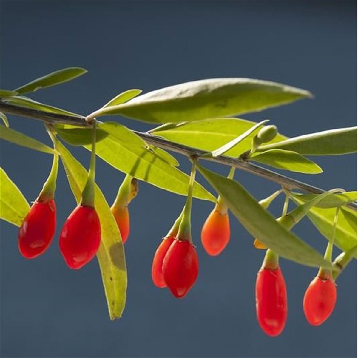 plant goji vendre - Agencement de jardin aux meilleurs prix