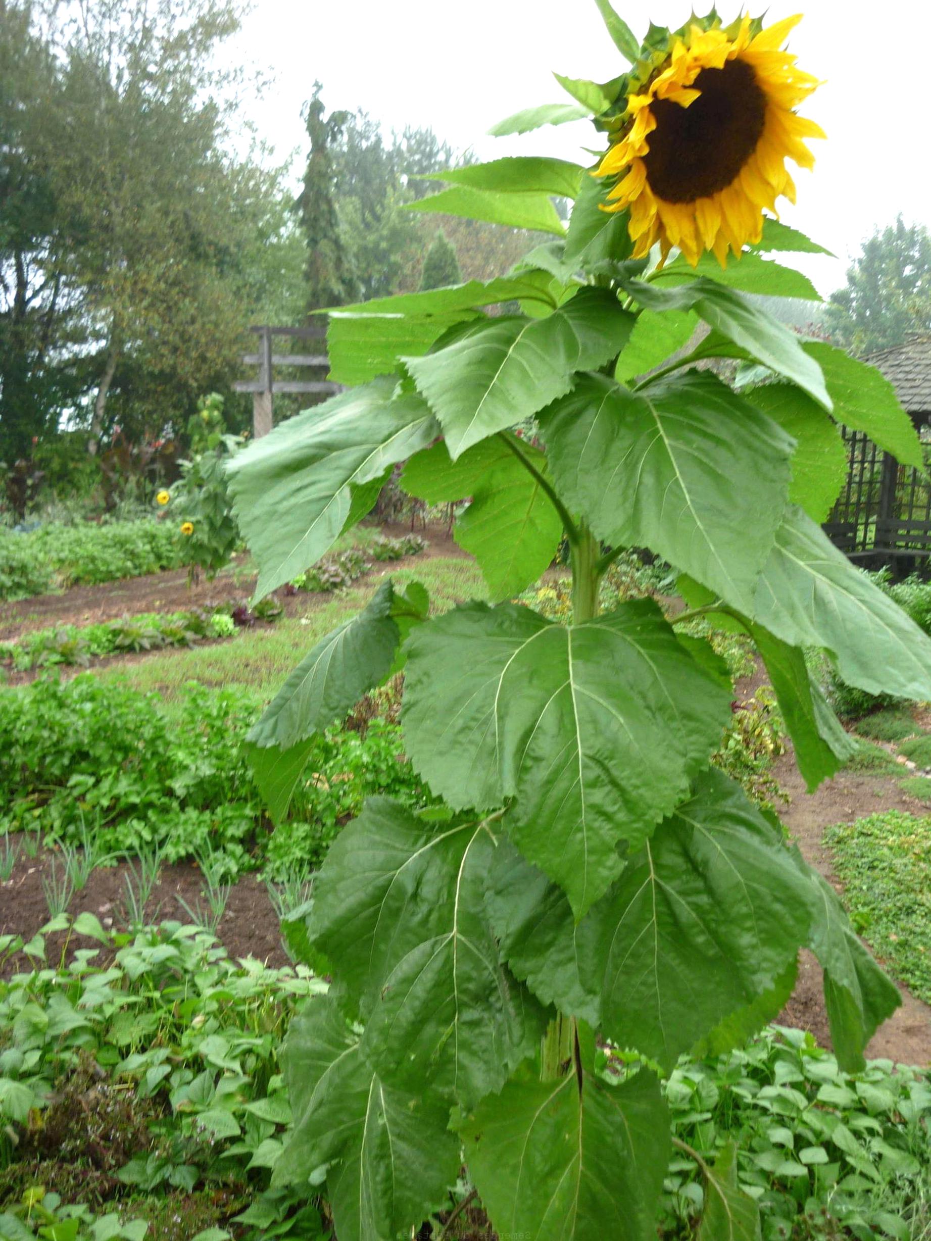 tournesol geant - Agencement de jardin aux meilleurs prix